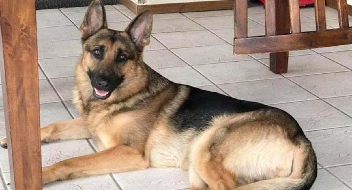 Pies Rex został ranny ratując swojego pana przed bandytami | PlanetaLife