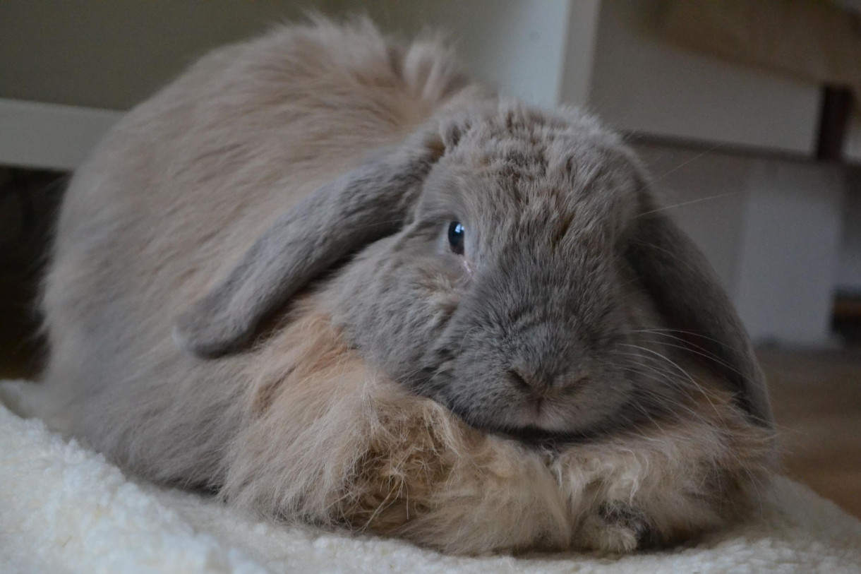 Gruby królik nie mógł przejść przez drzwi i je wyłamał | PlanetaLife