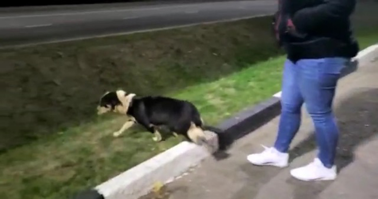 Sunia prosiła o pomoc: jej nowo narodzone szczeniaki utknęły w ...